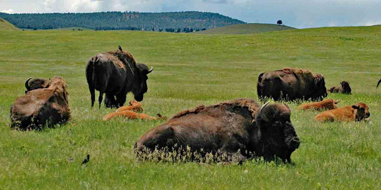 Ox vs. Bison vs. Buffalo: What’s The Difference?