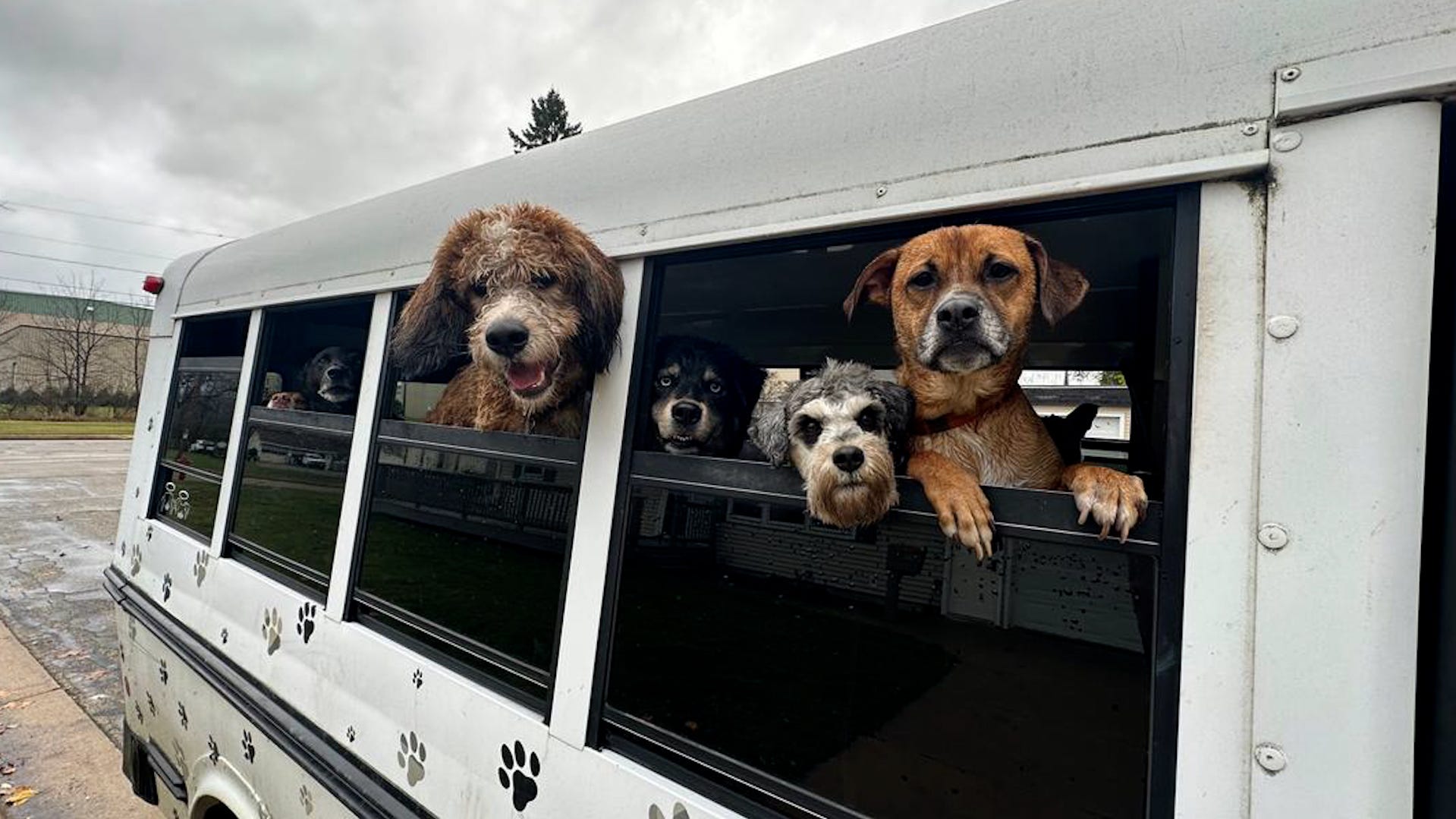 Dogs jump on the K9 Konvoy school bus for fun, snacks and TikTok