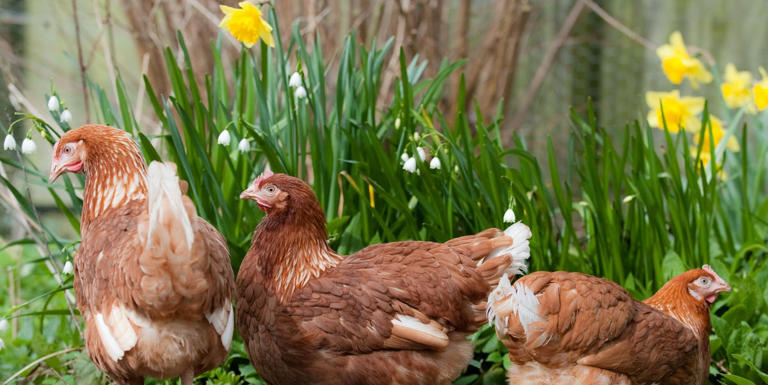 Spring Equinox 2025: All About the First Day of Spring