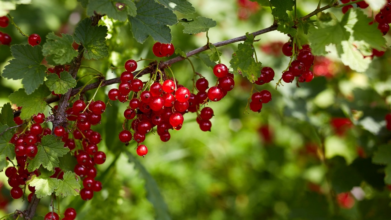 Groseille, cassis… : Voici la date à laquelle il faut tailler ces ...