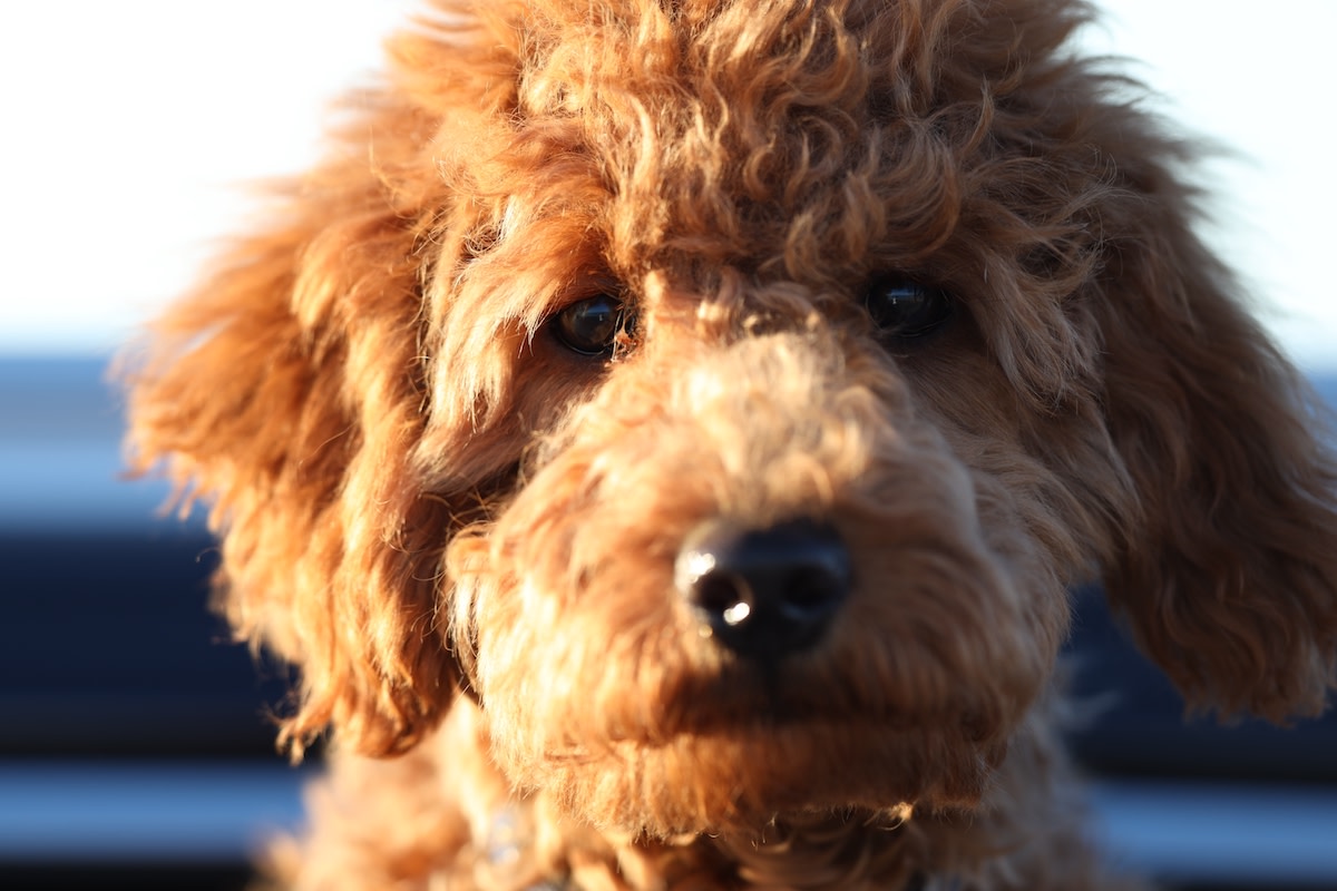 Drum-Playing Doodle Accompanying Cellist Mom on 'Imagine Dragons' Song ...