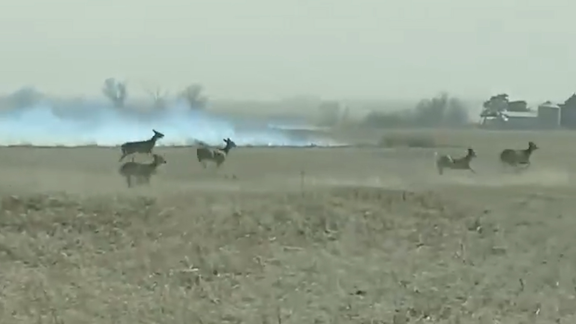 Deer Run And Narrowly Escape Oklahoma's Wildfire Destruction