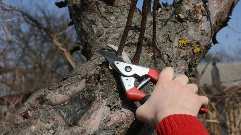 Avoid Making These Common Mistakes When Pruning Your Fruit Trees