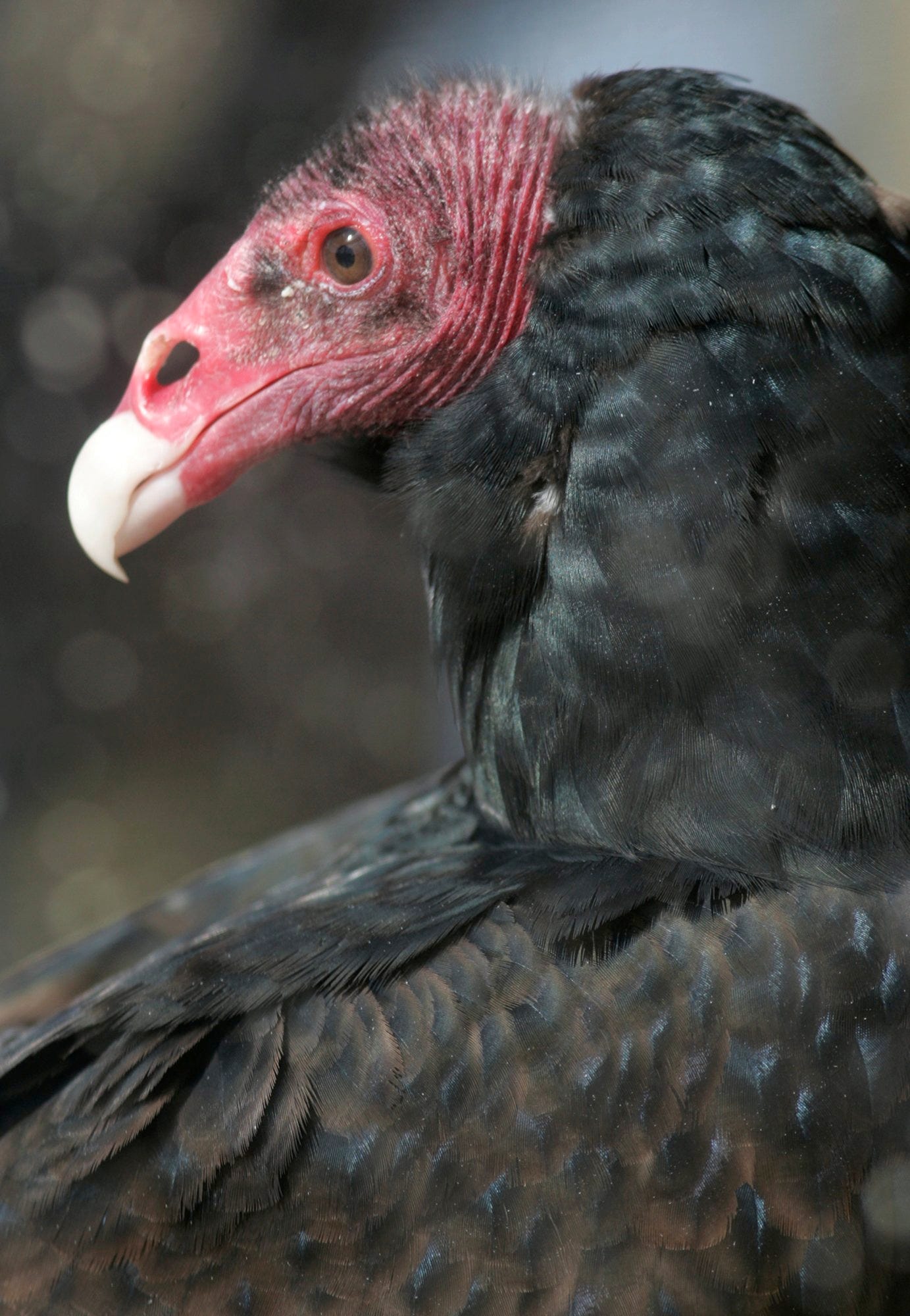 Buzzard spotted bright and early for Buzzard Day at Hinckley Reservation