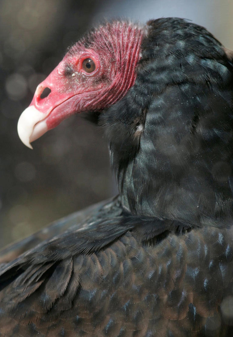 Buzzard spotted bright and early for Buzzard Day at Hinckley Reservation