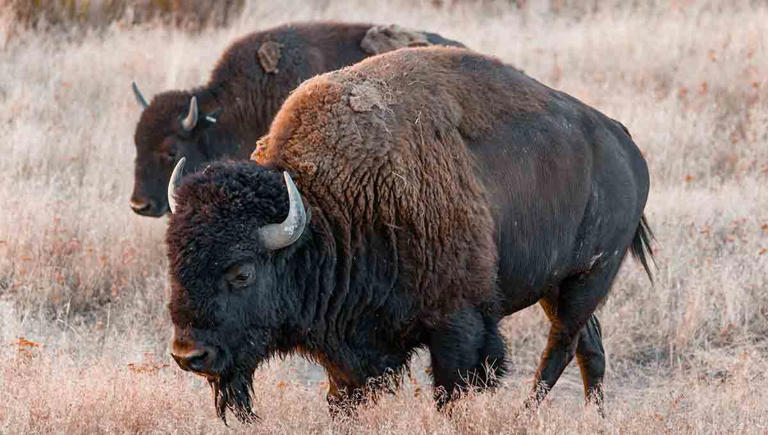Ox vs. Bison vs. Buffalo: What’s The Difference?