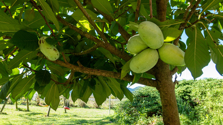 Ready To Plant A Pawpaw Tree? Tips From Our Master Gardener To Get You ...