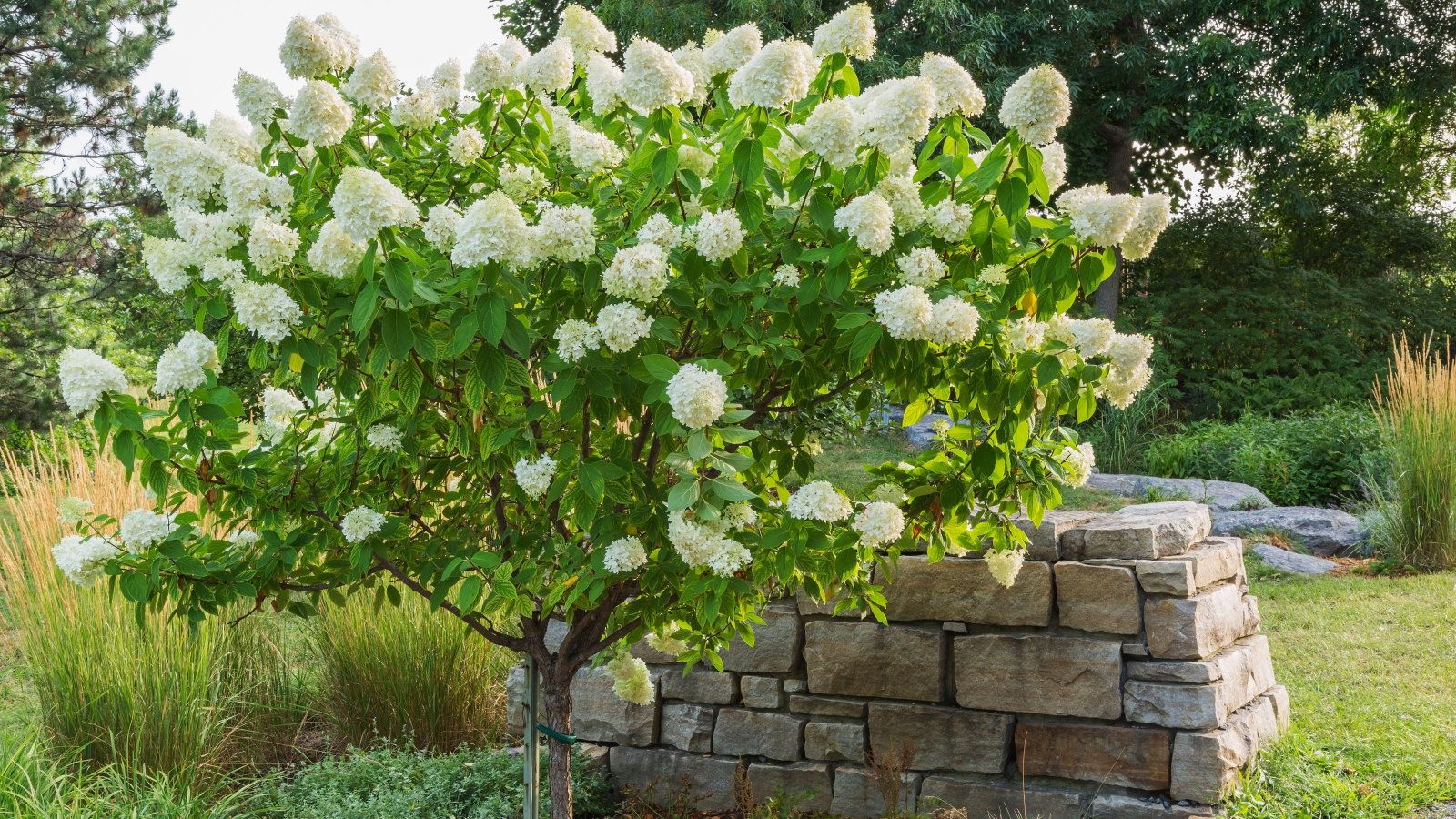 Hydrangea trees can add a stunning vertical element to a garden ...