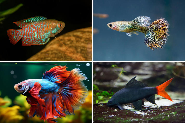 First Tropical Fish 2025: Here are 12 easy to look after breeds of ...