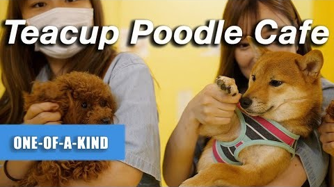 Doggy Heaven! Welcome to the World’s First Teacup Poodle Cafe 🐩