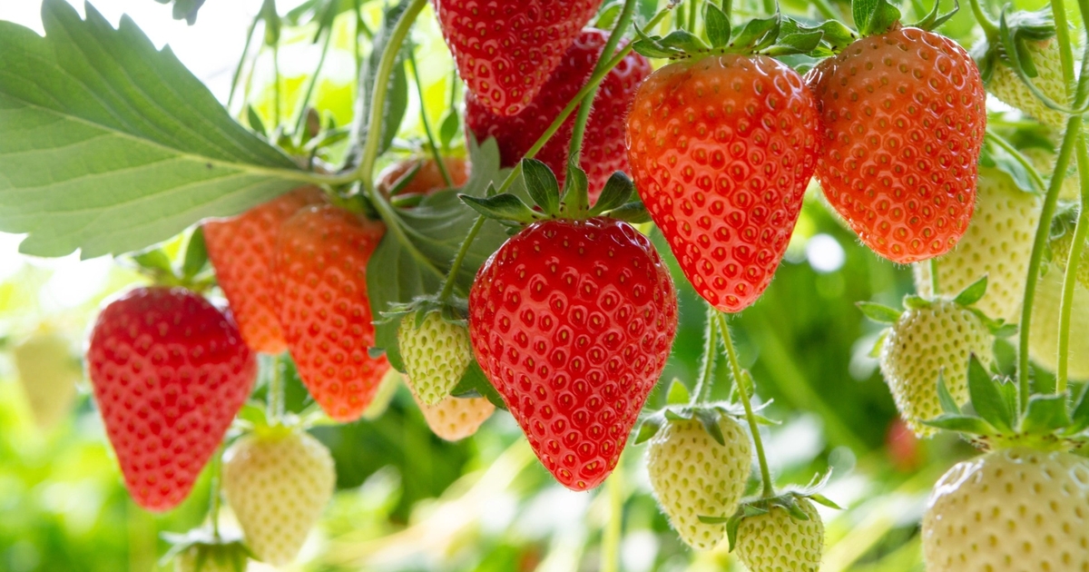Strawberries All Year Round: How to Grow Them at Home