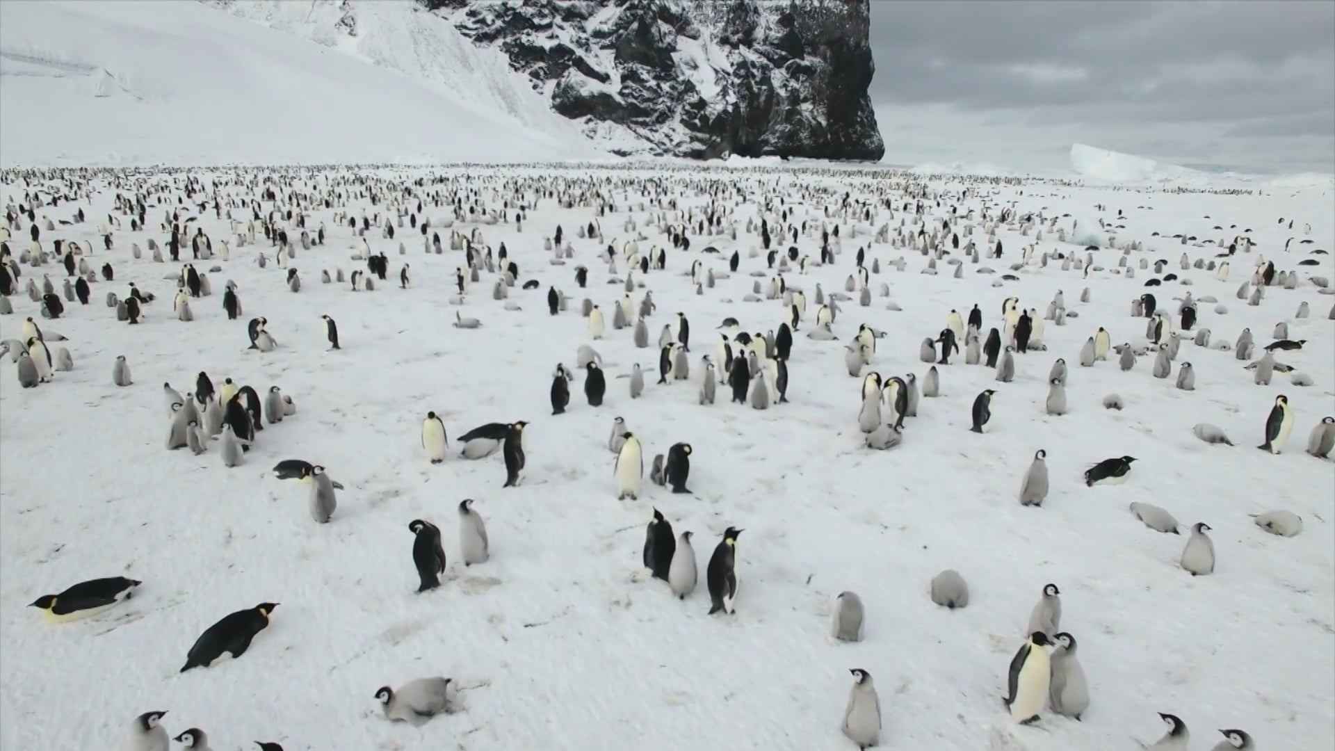 Penguin Wonders: Atemberaubende Drohnenansichten antarktischer Kolonien