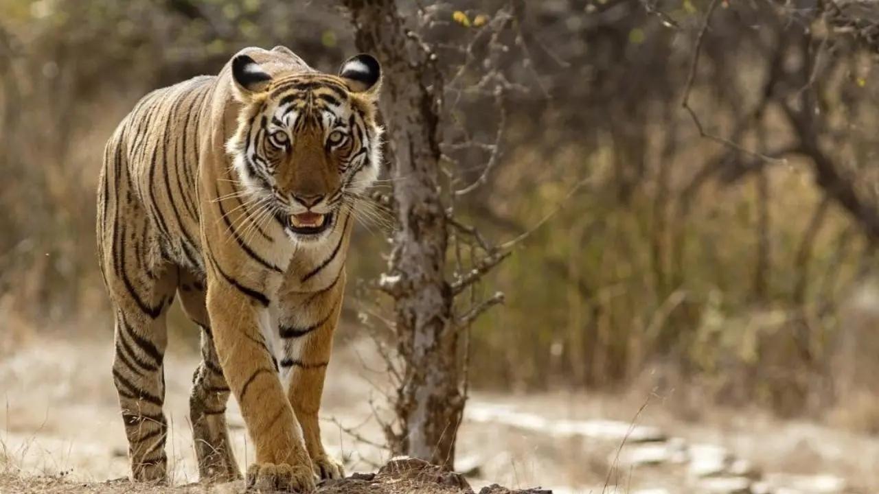 1431 tiger deaths reported across India from 2012 to date; MP saw most ...