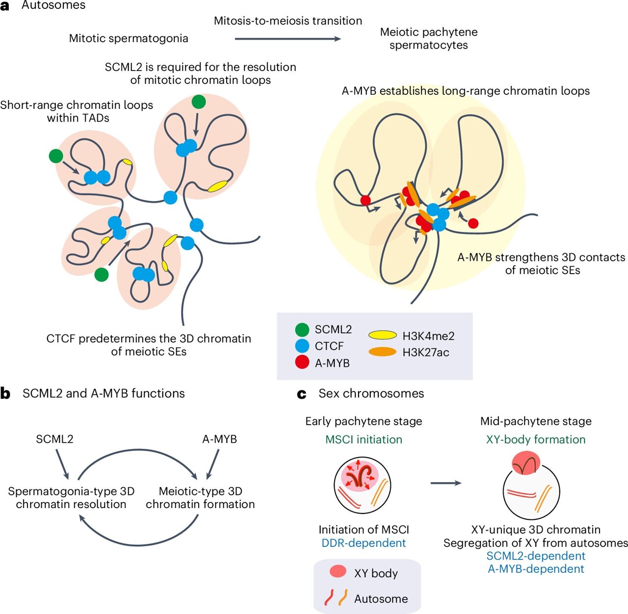 3D genome structure guides sperm development, shedding light on ...