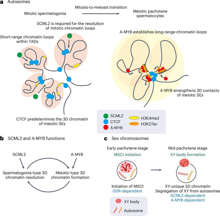 3D genome structure guides sperm development, shedding light on ...