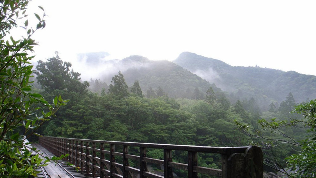 A Journey Through the World's Oldest Forests