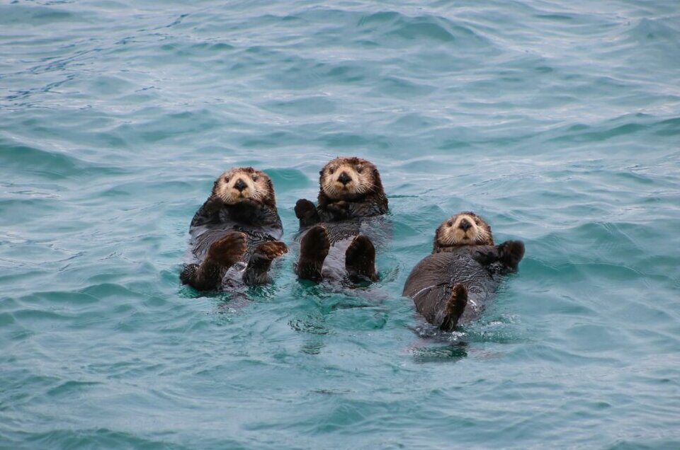 Sea otters help kelp forests recover—but how fast depends on where they are