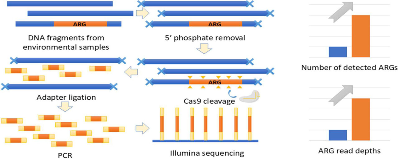 CRISPR-based method enhances detection of antibiotic resistance in ...