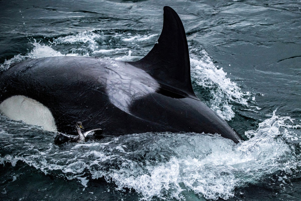 Killer whales amaze Seattle onlookers with a rarely seen bird hunt