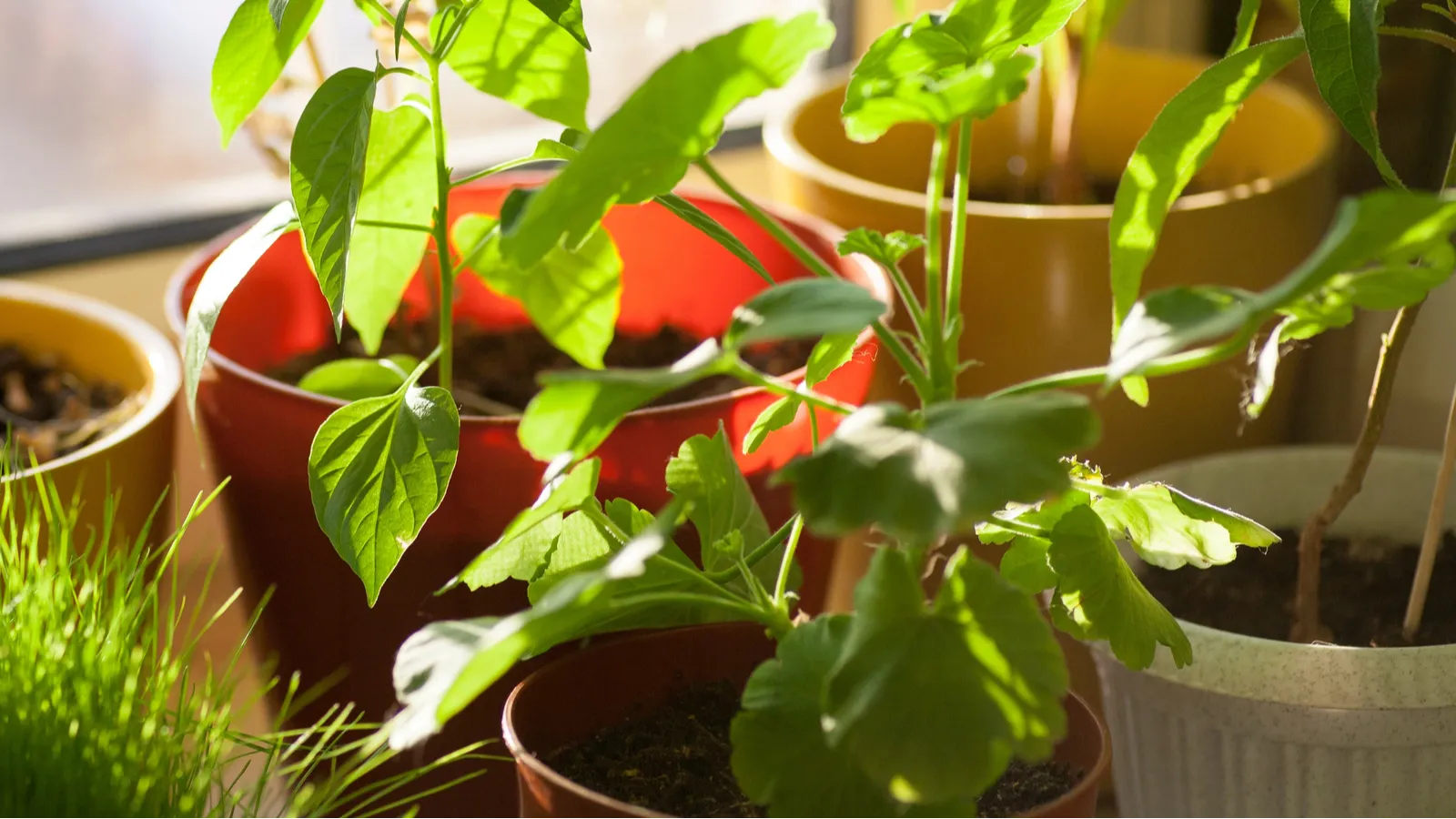 How Smart Plant Sensors Help You Grow Healthier Plants
