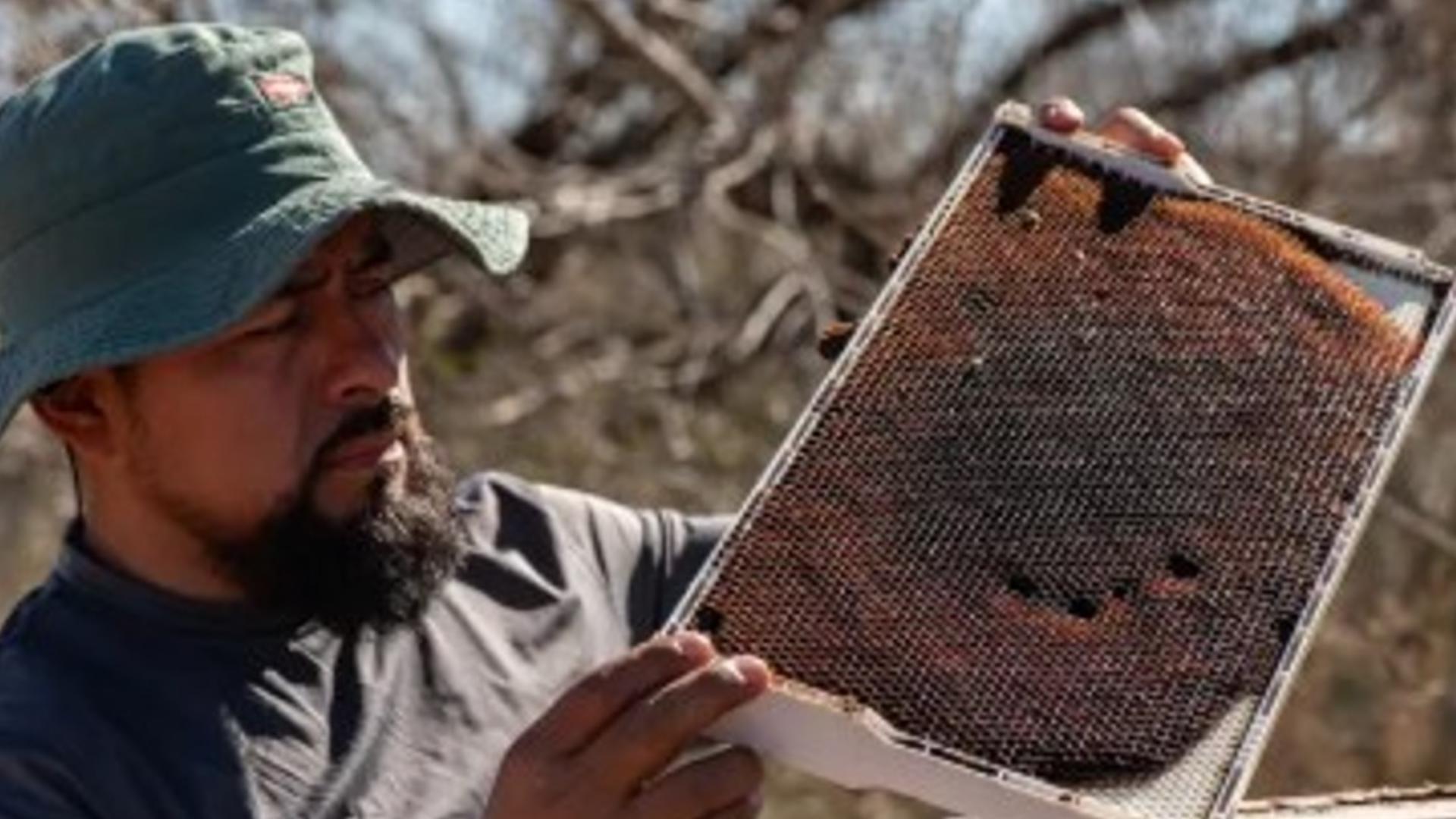 A surge in bee deaths is hurting Texas beekeepers – and could affect ...