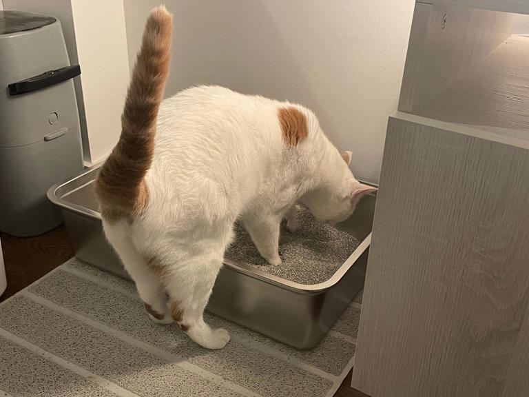 The 8 best cat litter boxes of 2026, tested and reviewed