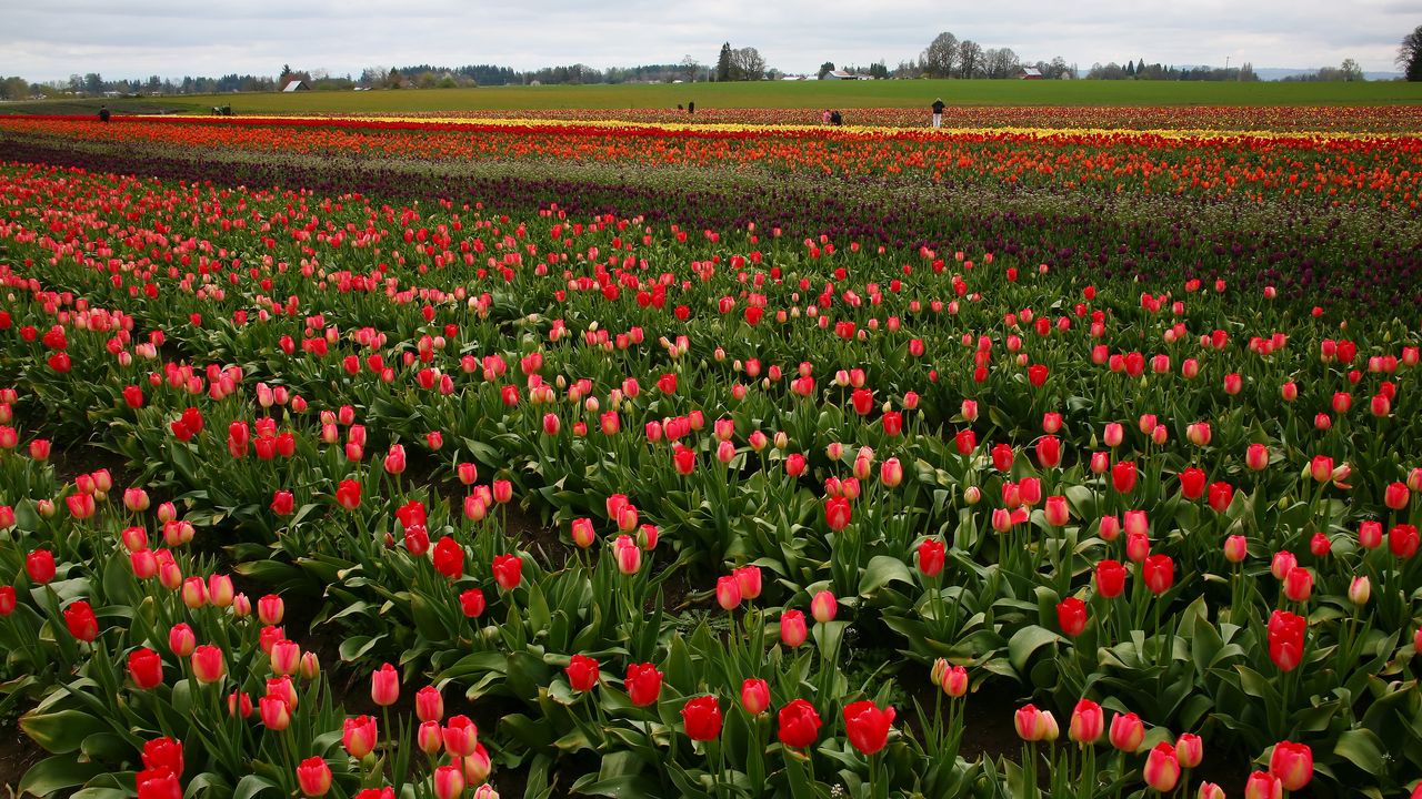 8 must-do events in Portland this March: Tulips, Hamilton and more