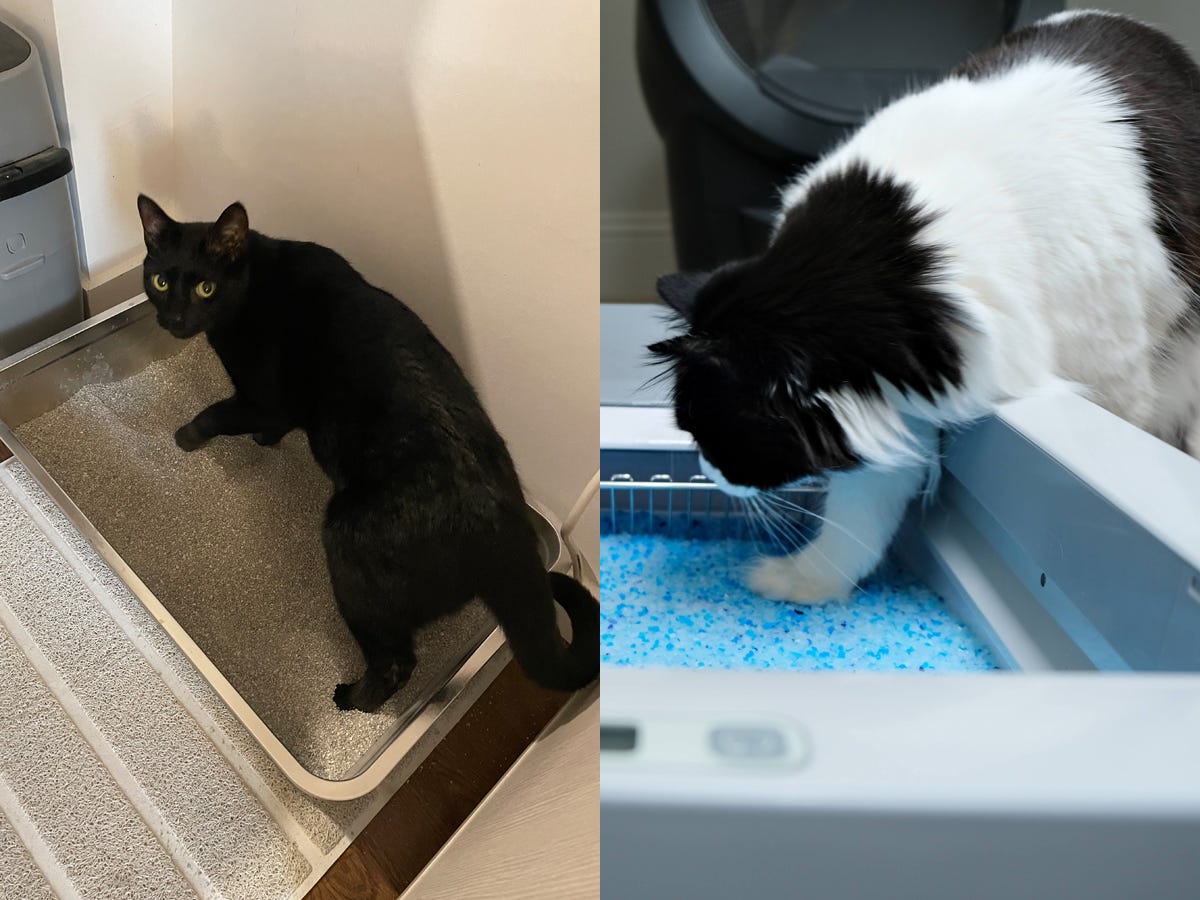 The best cat litter boxes of 2025, tested and reviewed