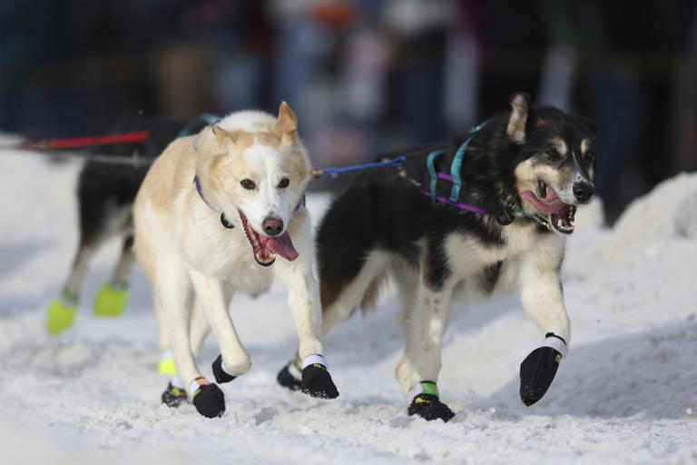 Mushers begin rugged Iditarod race after lack of snow forces major ...
