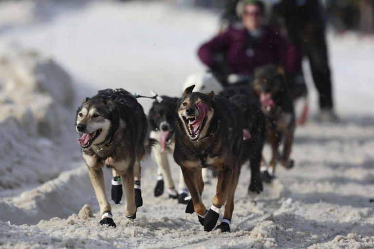 Mushers begin rugged Iditarod race after lack of snow forces major ...