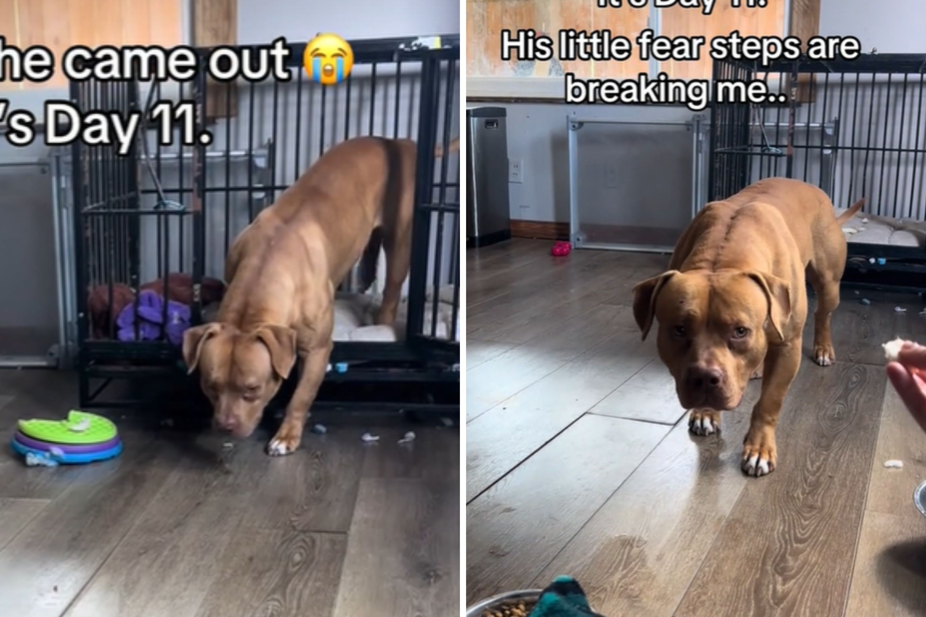 Heartwarming Moment Scared Rescue Dog Finally Leaves Crate After 11 Days