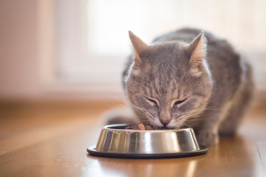 Cat food recalled due to bird flu risk