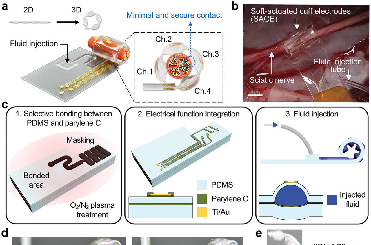 3D smart neural electrode uses soft actuation technology to avoid nerve ...