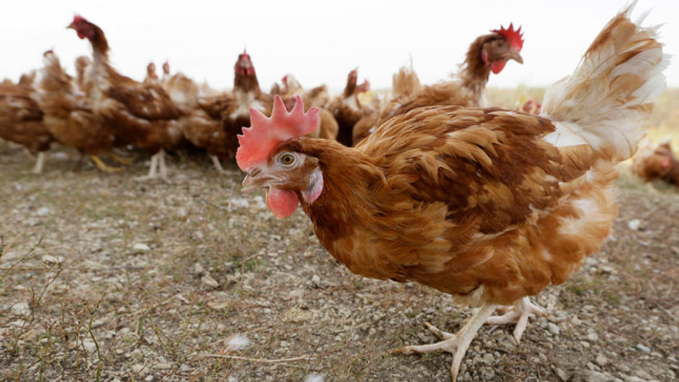 Dare County flock tests positive for high path avian influenza