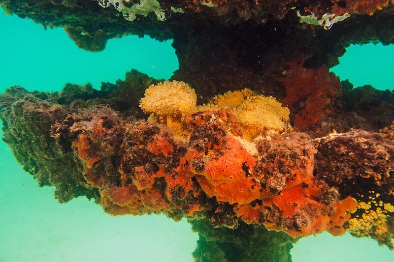 The 7 Best Artificial Reefs for Snorkeling in the U.S.—Ranked by Marine ...