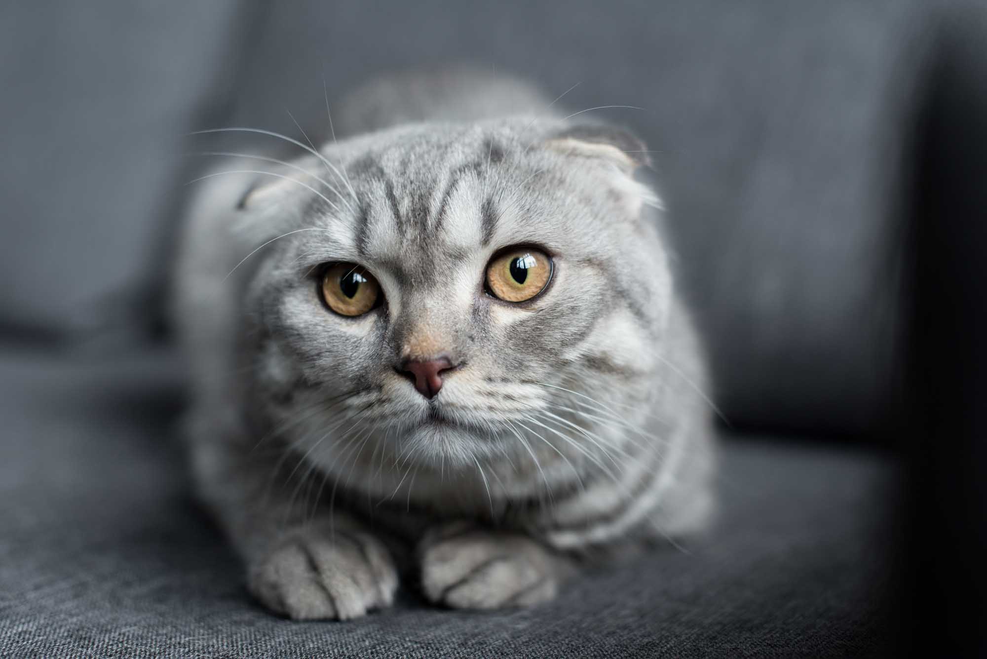 15 Meanest Cat Breeds: Did Yours Make the List?