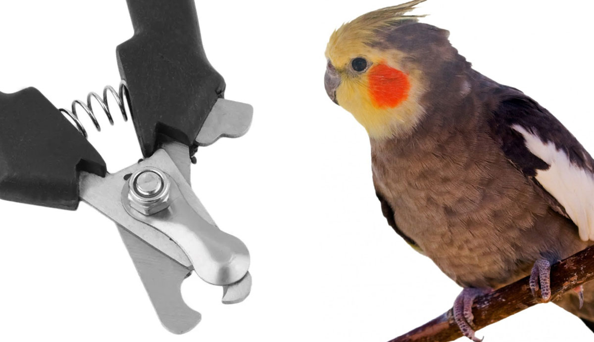 5 Tips for Cutting Your Pet Bird’s Nails