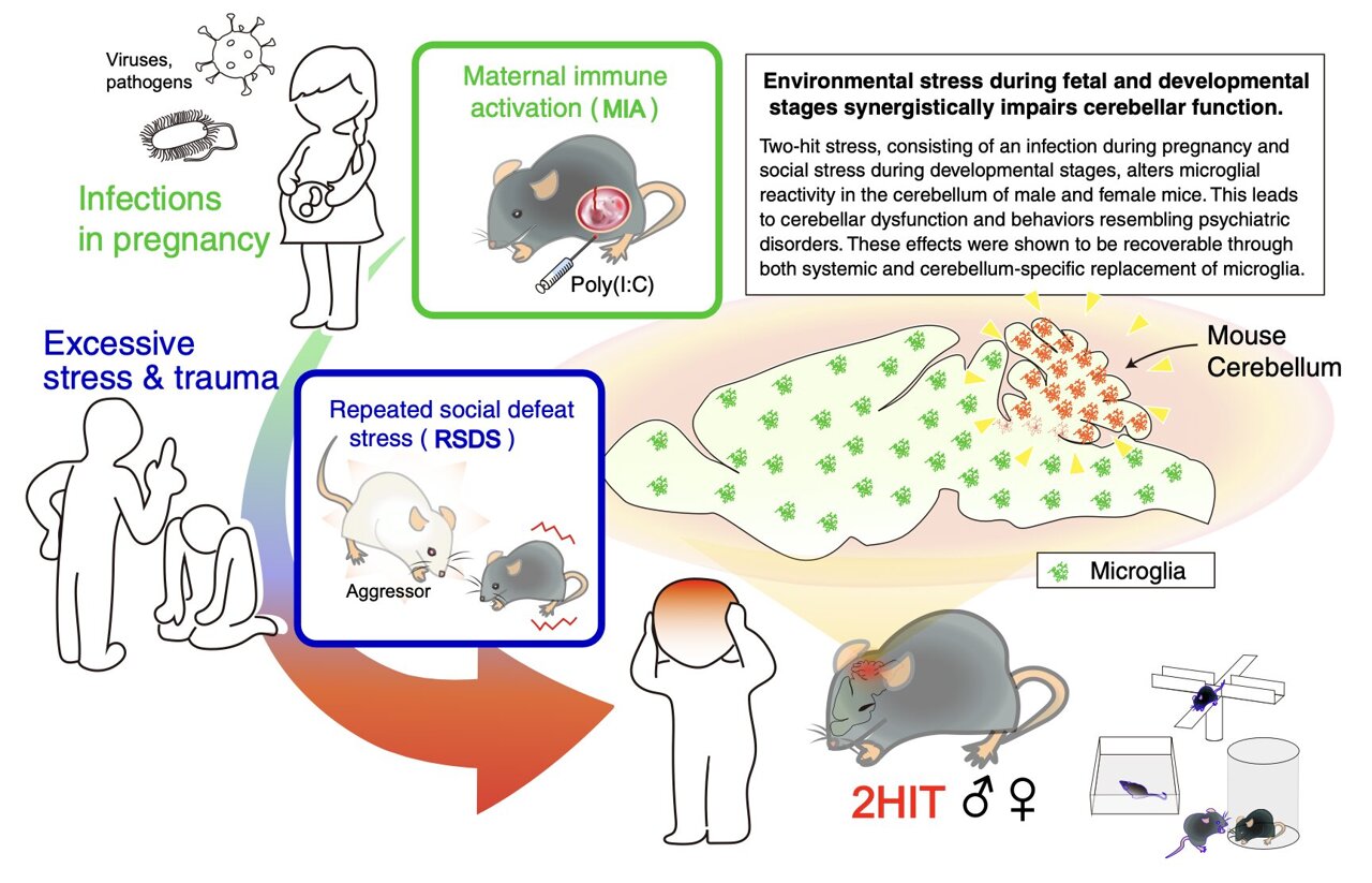 How 'two-hit stress' during pregnancy changes the brain and behavior in ...
