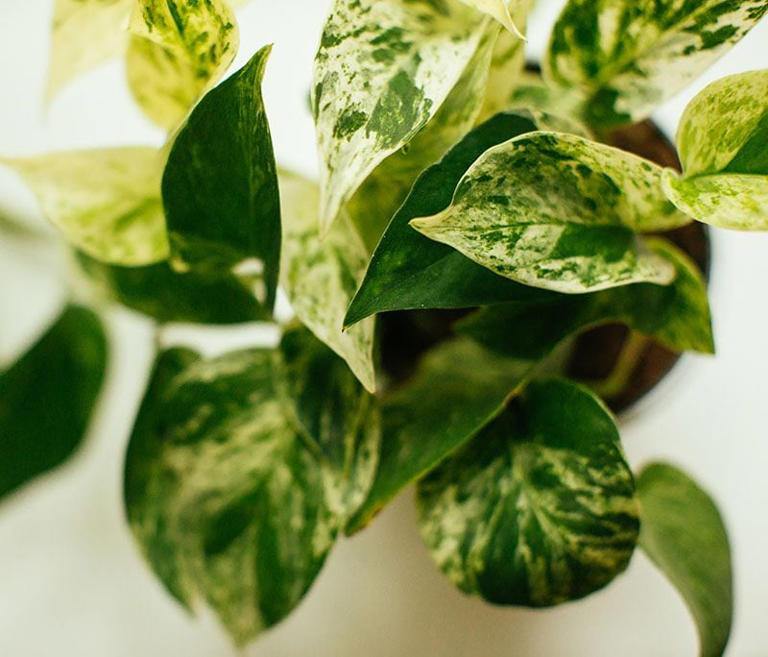 10 plantas de interior que requieren poca luz y casi ningún cuidado