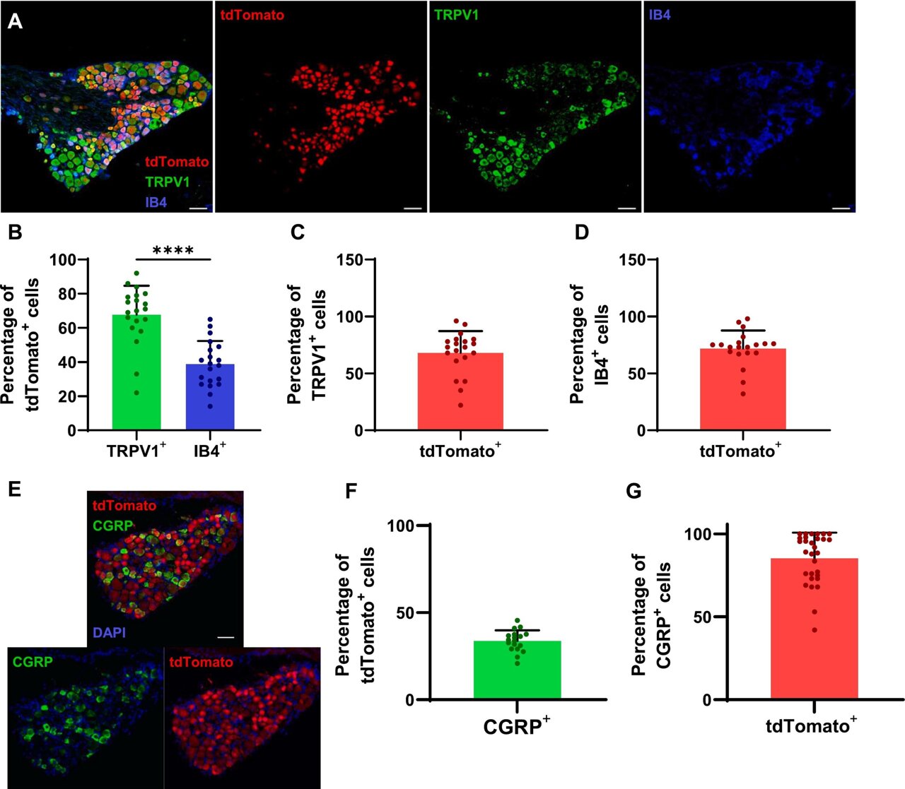 Optogenetic mouse model aids study of limb spasticity after spinal cord ...