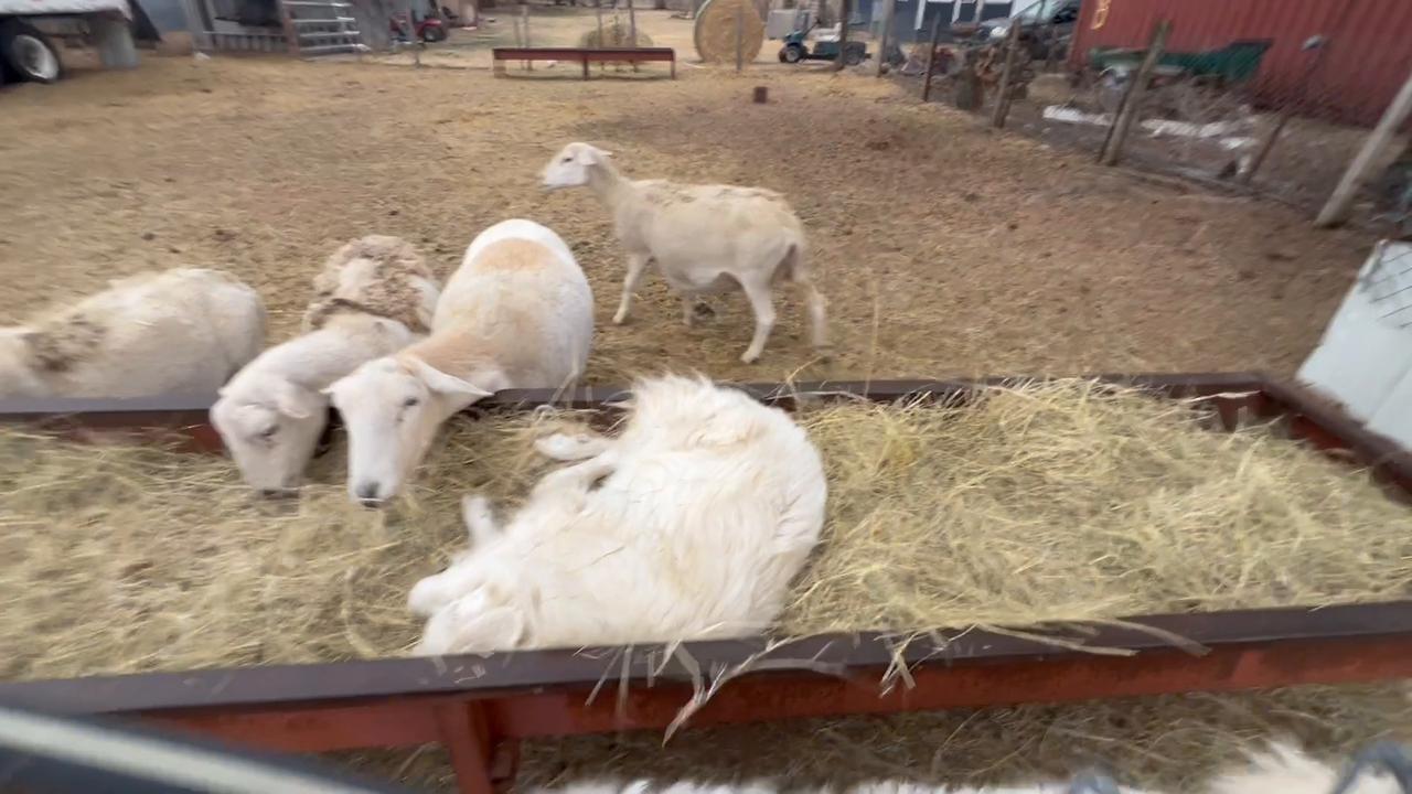 Livestock Guardian Dogs Get Rewarded for Their Hard Work