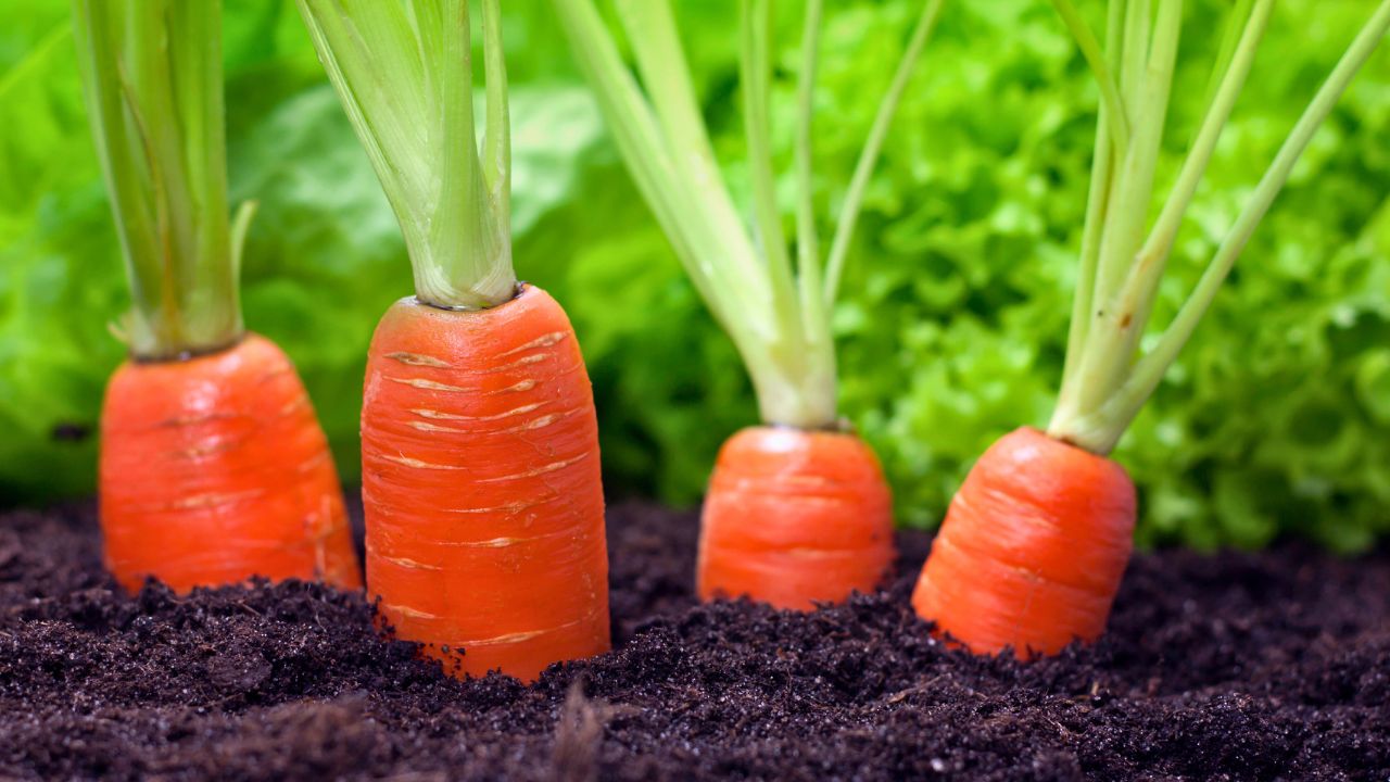 15 Delicious Foods That Shine When Grown in Your Own Garden