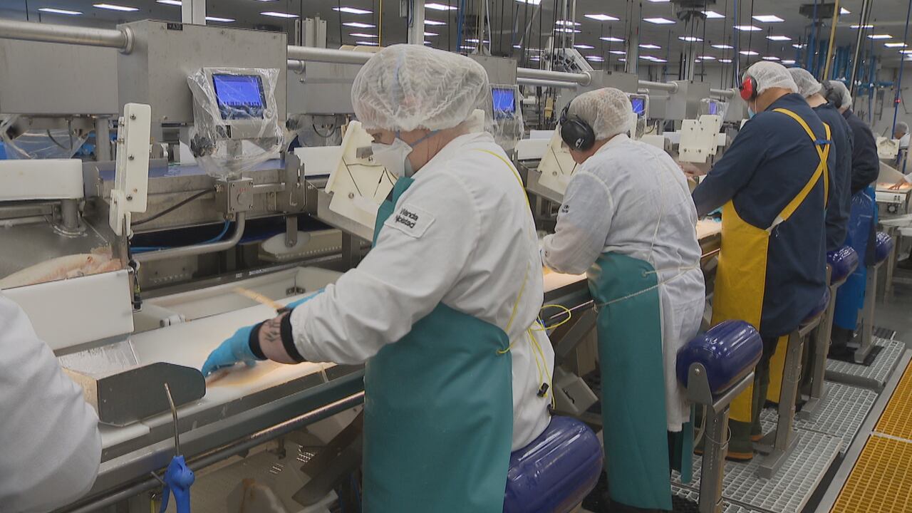 Canadian cod is back on the belt at the Arnold’s Cove fish plant
