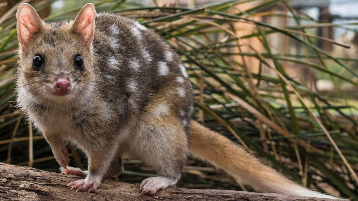 Captive-bred eastern quolls released into Tasmanian Midlands in bid to ...