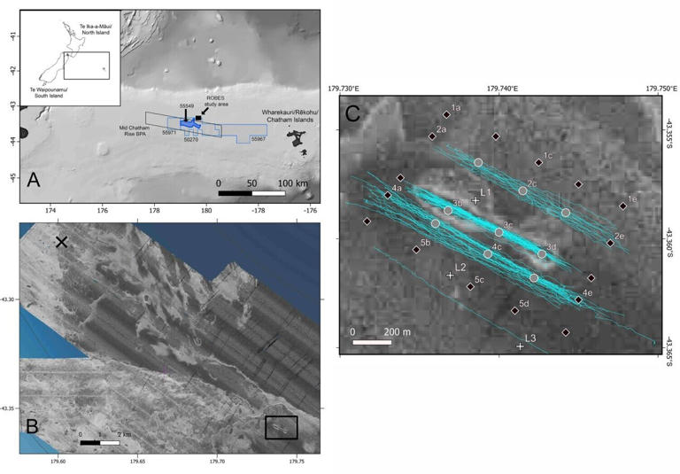 New Zealand's Chatham Rise seafloor may be more resilient to physical ...