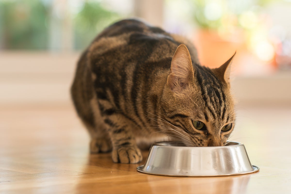 Cat food recalled due to possible bird flu contamination