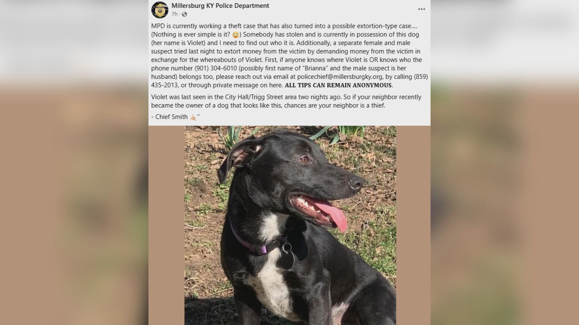 Police investigate stolen dog and possible extortion case