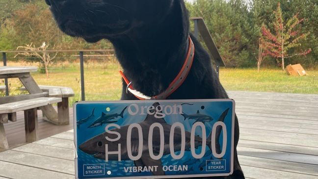 'Jaws-ome' new license plate dives into shark conservation for Oregon ...