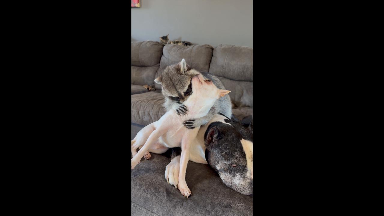 Snuggle Puddle Struggle Between Raccoon And Dogs