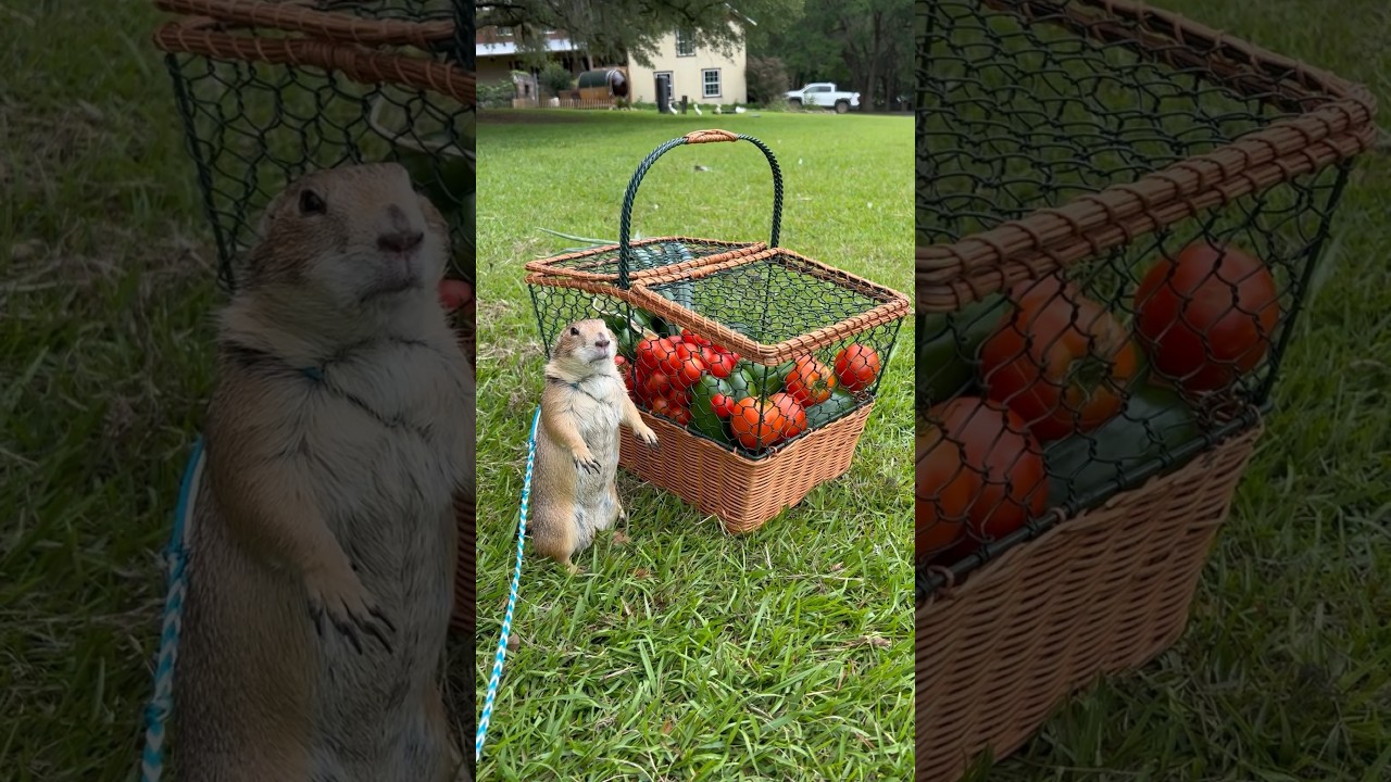 Poppy Scored Fresh Veggies Today